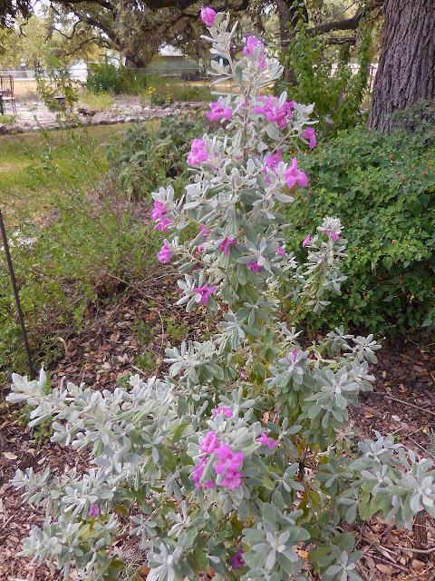 Window on a Texas Wildscape: Cenizo in bloom