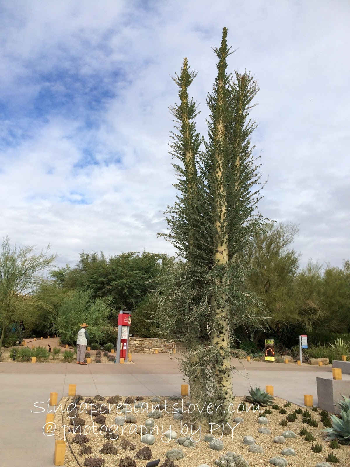 Singapore Plants Lover: Boojum Tree