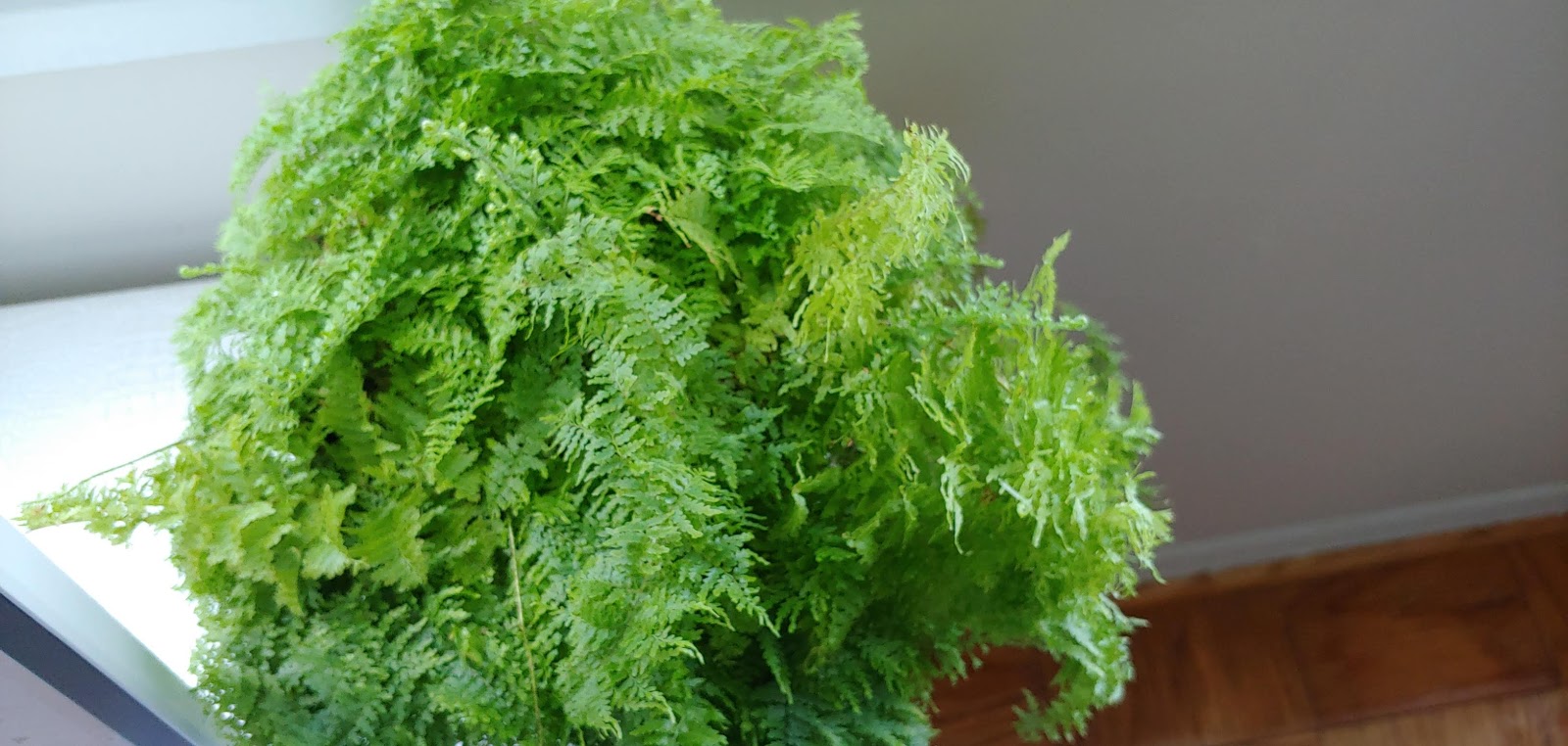 An UPDATE on the Fluffy Ruffle Fern | At Home with John Newman