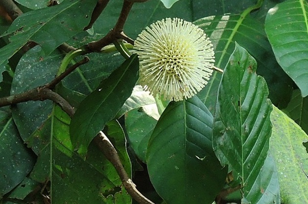 ALAM TUMBUHAN: KELUARGA KOPI / RUBIA [Rubiaceae family] N - O