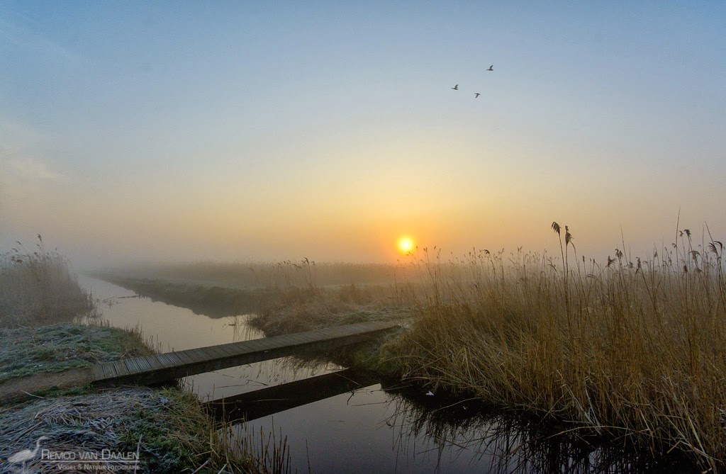 Vogel- en Natuurfotografie door Remco van Daalen: Magische Mistige ...