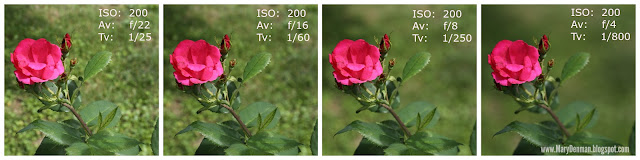 Mary Denman: Photo Tip Friday: Understanding Aperture, Part 2