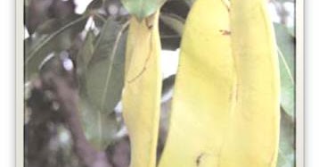 LA CHIGA ~ Apure es Puro Llano