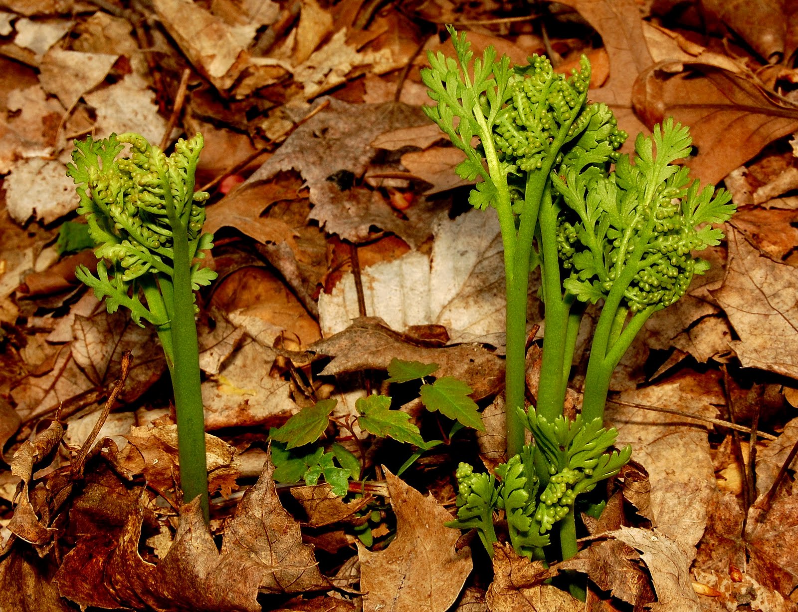 Get Your Botany On!: A Few Indiana Ferns, Part 3