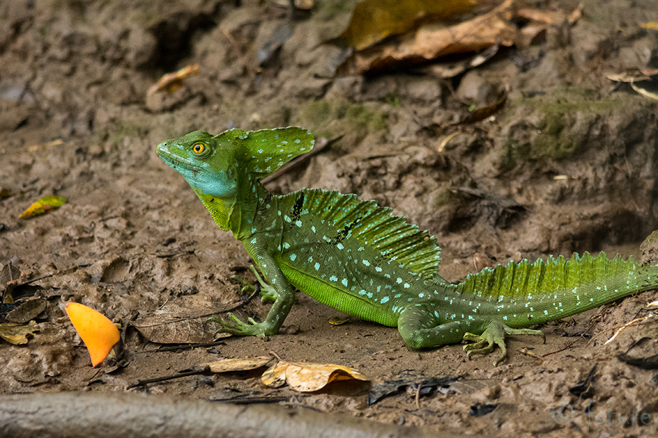 Foture: Roheline kiiverbasilisk, Basiliscus plumifrons