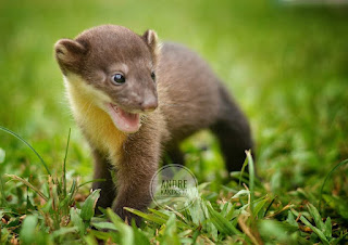 Jenis jenis musang, kerabat musang dan harganya - Karolus Ivan Purwoko
