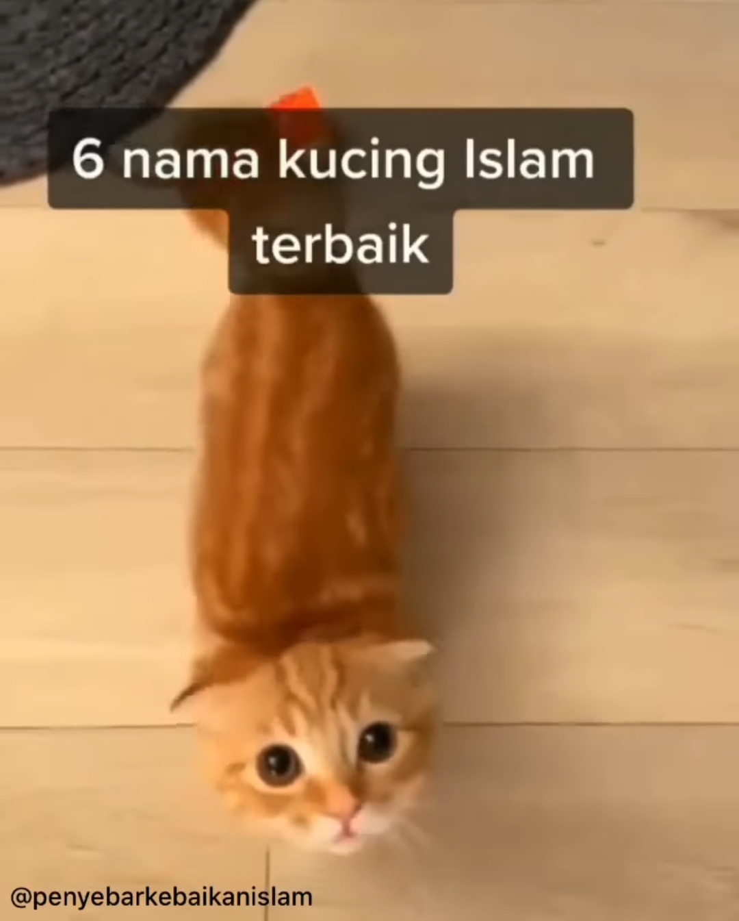 6 Nama Kucing Islam Terbaik