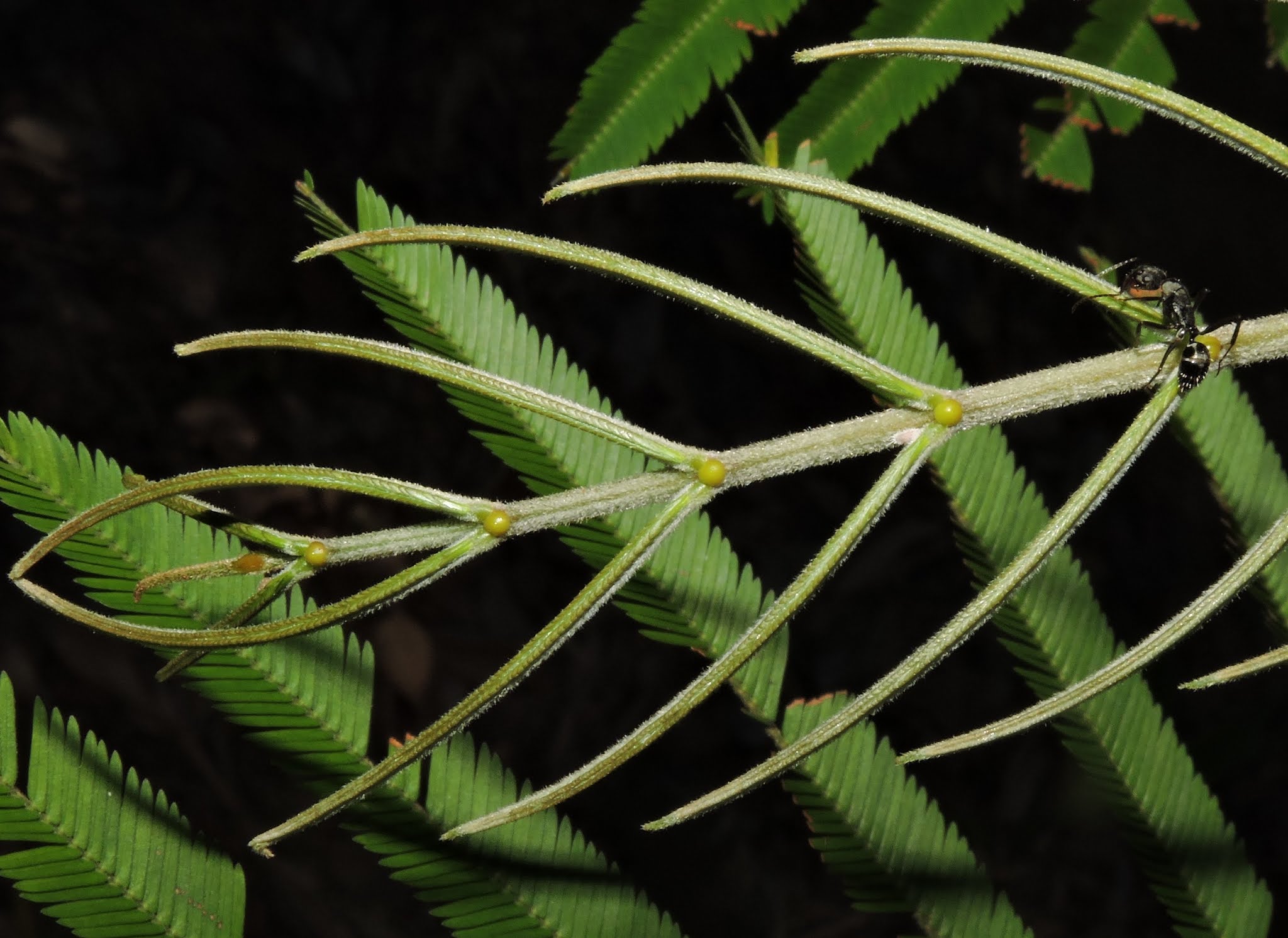 Fabaceae - Leguminosae no Brasil: Parkia