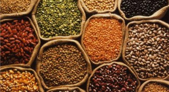 SEMILLAS - Taller "Leer La Naturaleza"