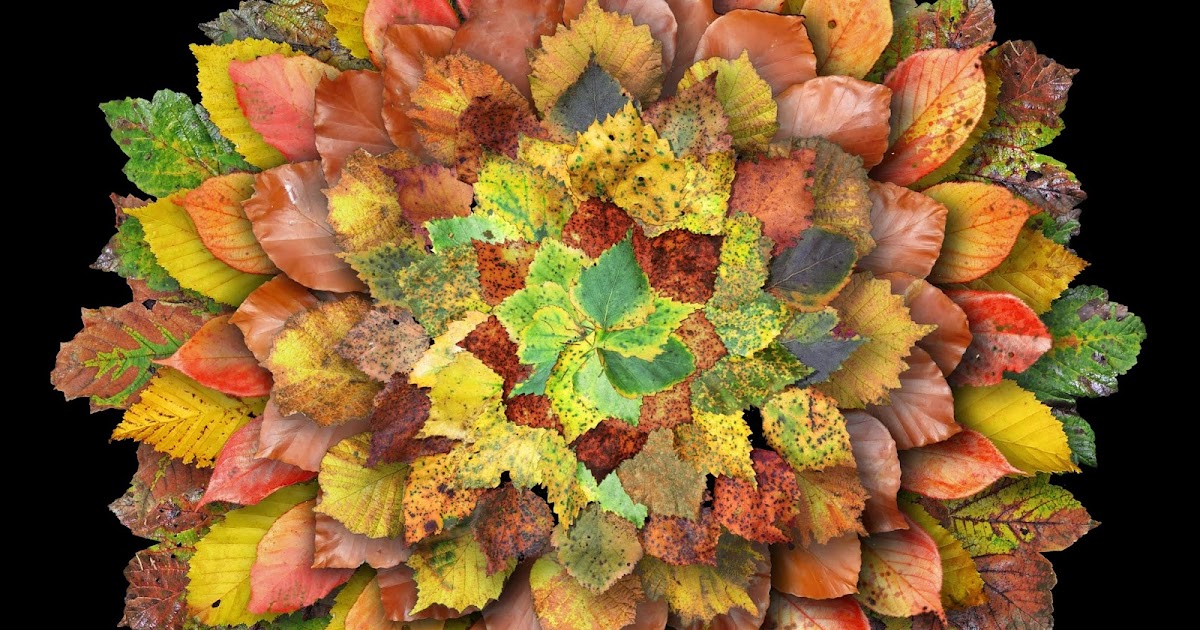 "Autumn is a second spring when every leaf is a flower"