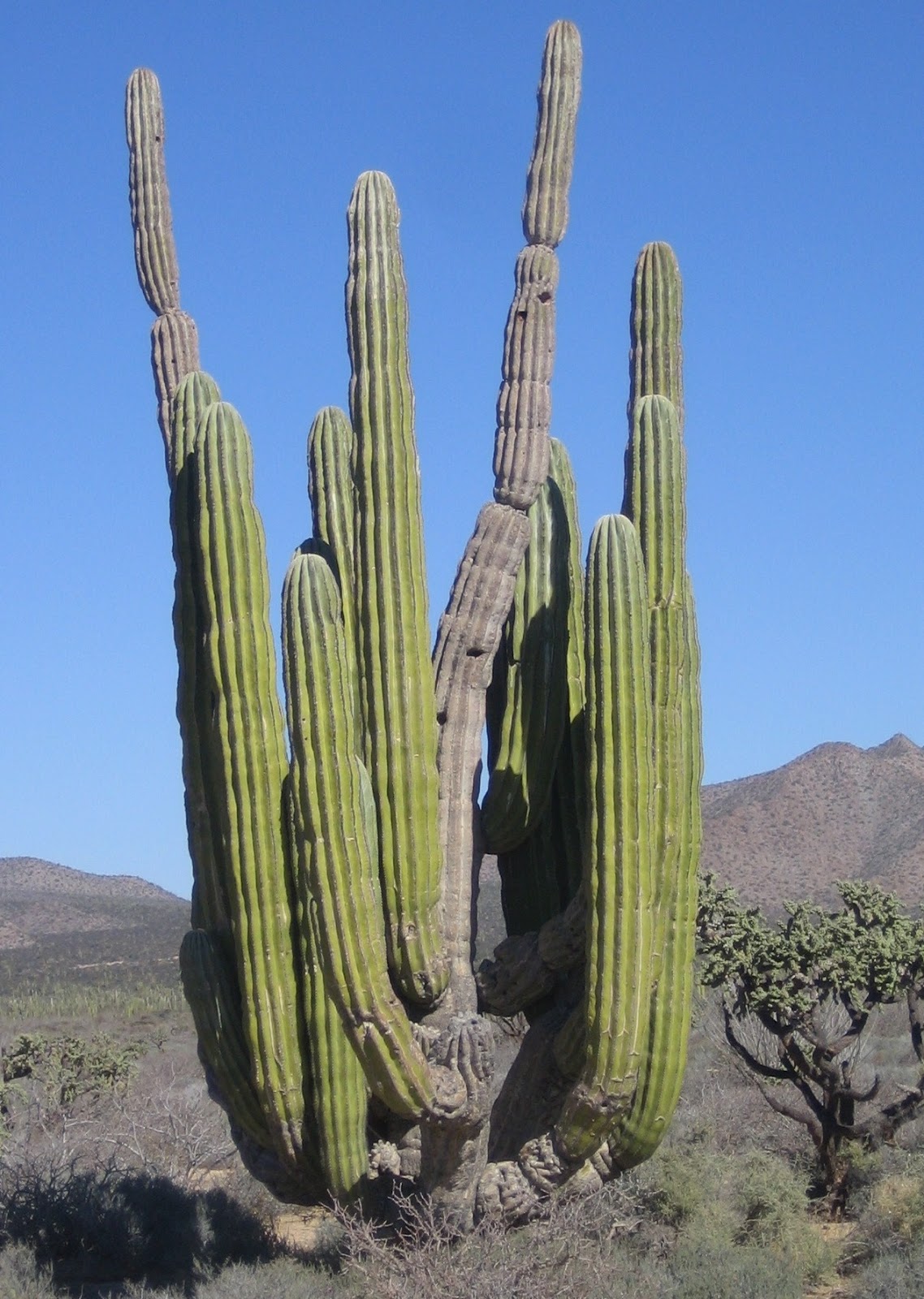 All This Is That: desert