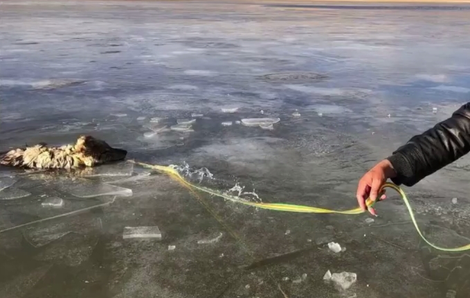 White Wolf : Officials in China venture into middle of frozen lake to ...