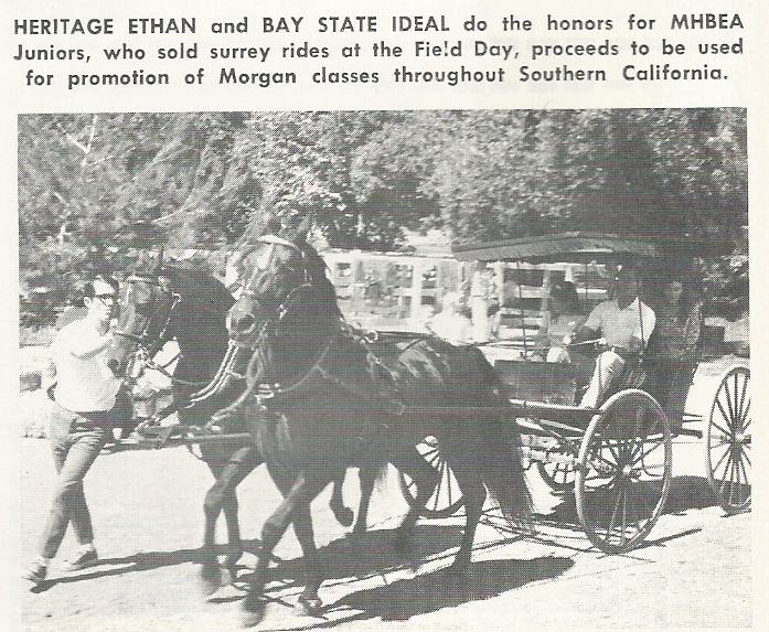 Old Morgans: Heritage Ethan & Bay State Ideal 6/68 TMH