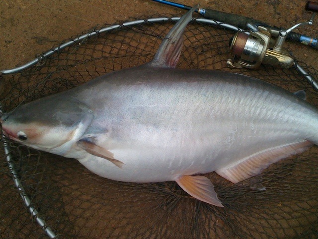 Jenis Ikan Air Payau Dan Gambarnya Beserta Keterangannya - Rahasia Trik ...