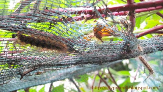 The Provenciana's Urban Activities: Creepy Crawlers!!! Higad Season!