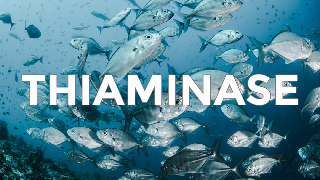 Thiaminase- What is it & Which Fish Contain It | Hannah Ra