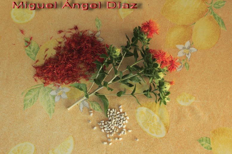 Cuaderno de Campo: Falso azafrán, alazor, cártamo (Carthamus tinctorius)