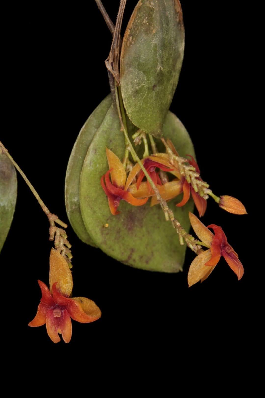 Lepanthes domingensis Hespenh. & Dod
