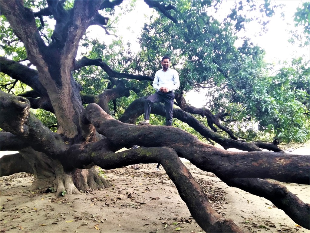 World's largest mango tree - History and Travel-world heritage BD