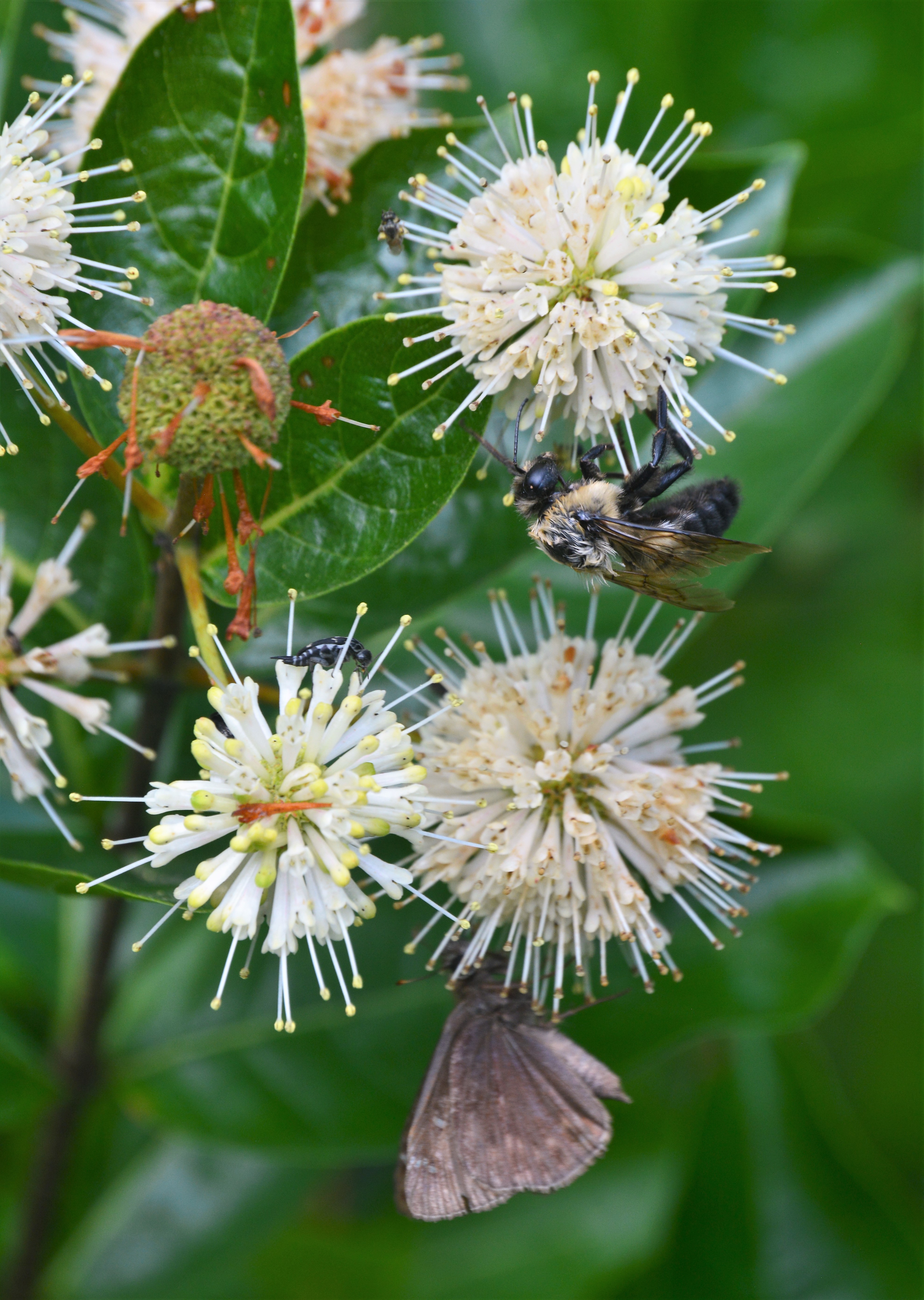 A Walk Around the Buttonbush