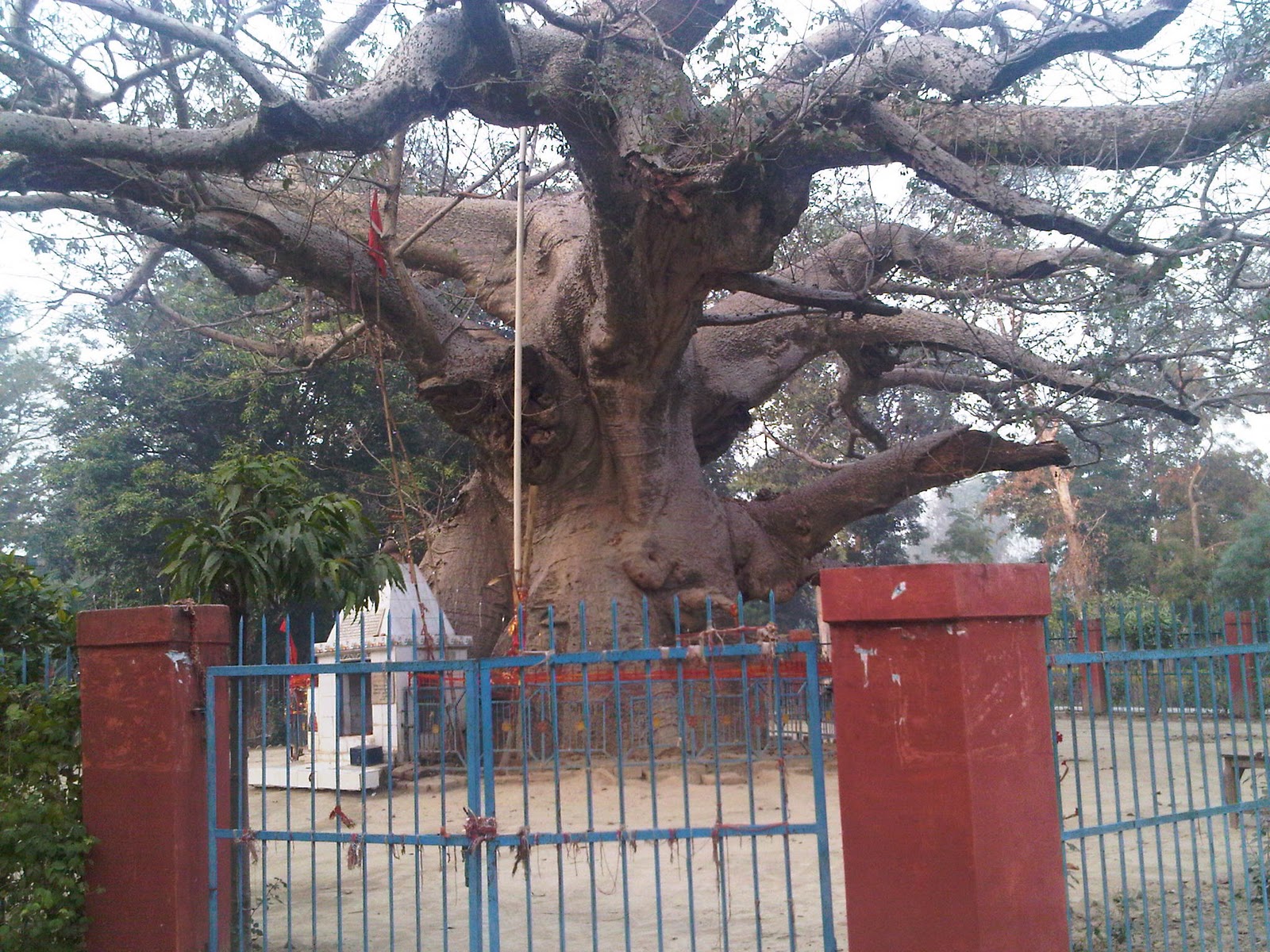 My Musings: The Parijaat tree