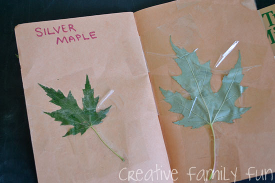 Explore Nature: Leaf Collections - Creative Family Fun