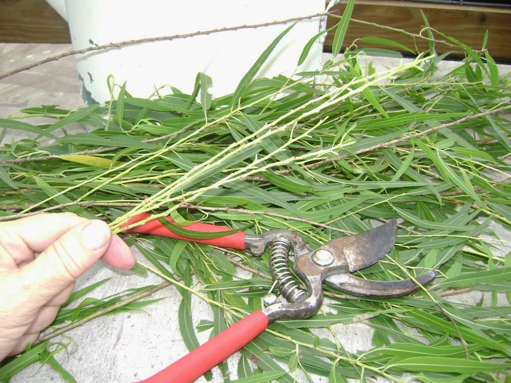 TSG: Willow Tea: Natures Help For Permaculture Gardeners