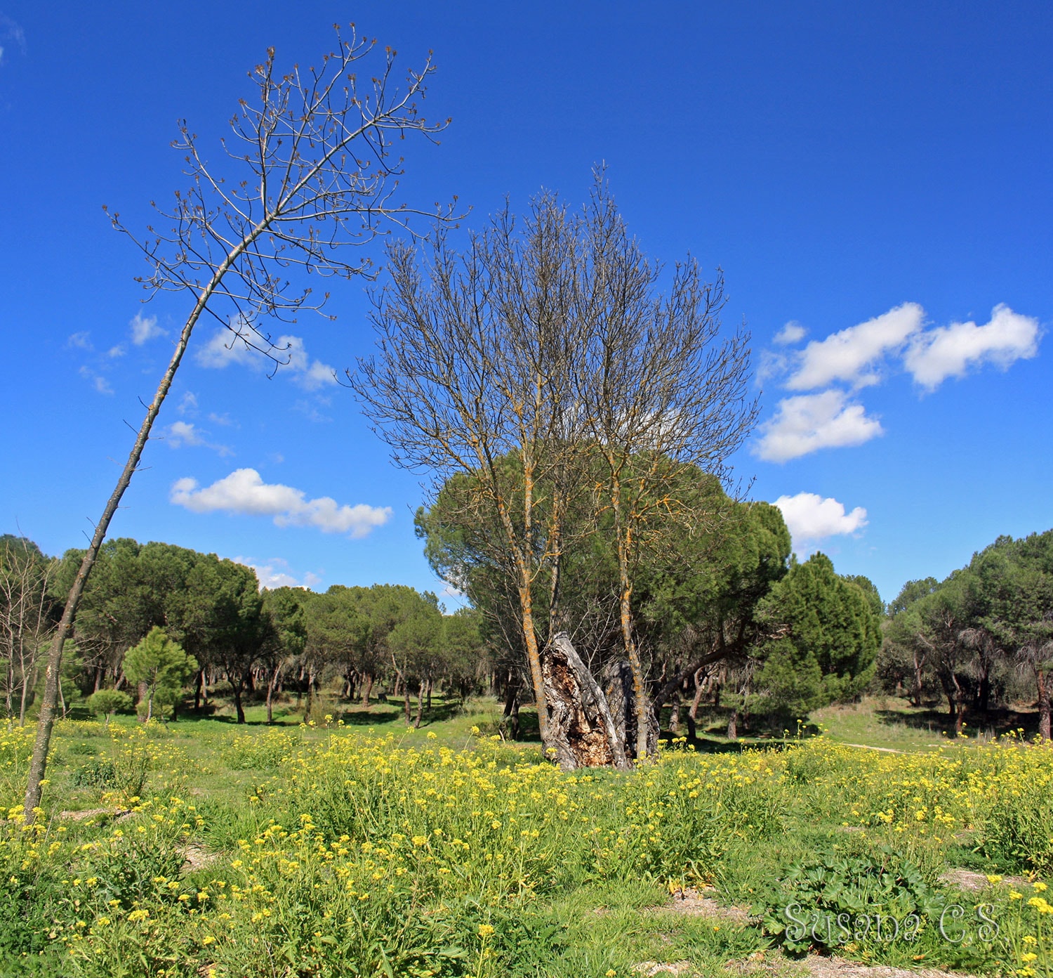 Monte de El Pardo (Madrid)