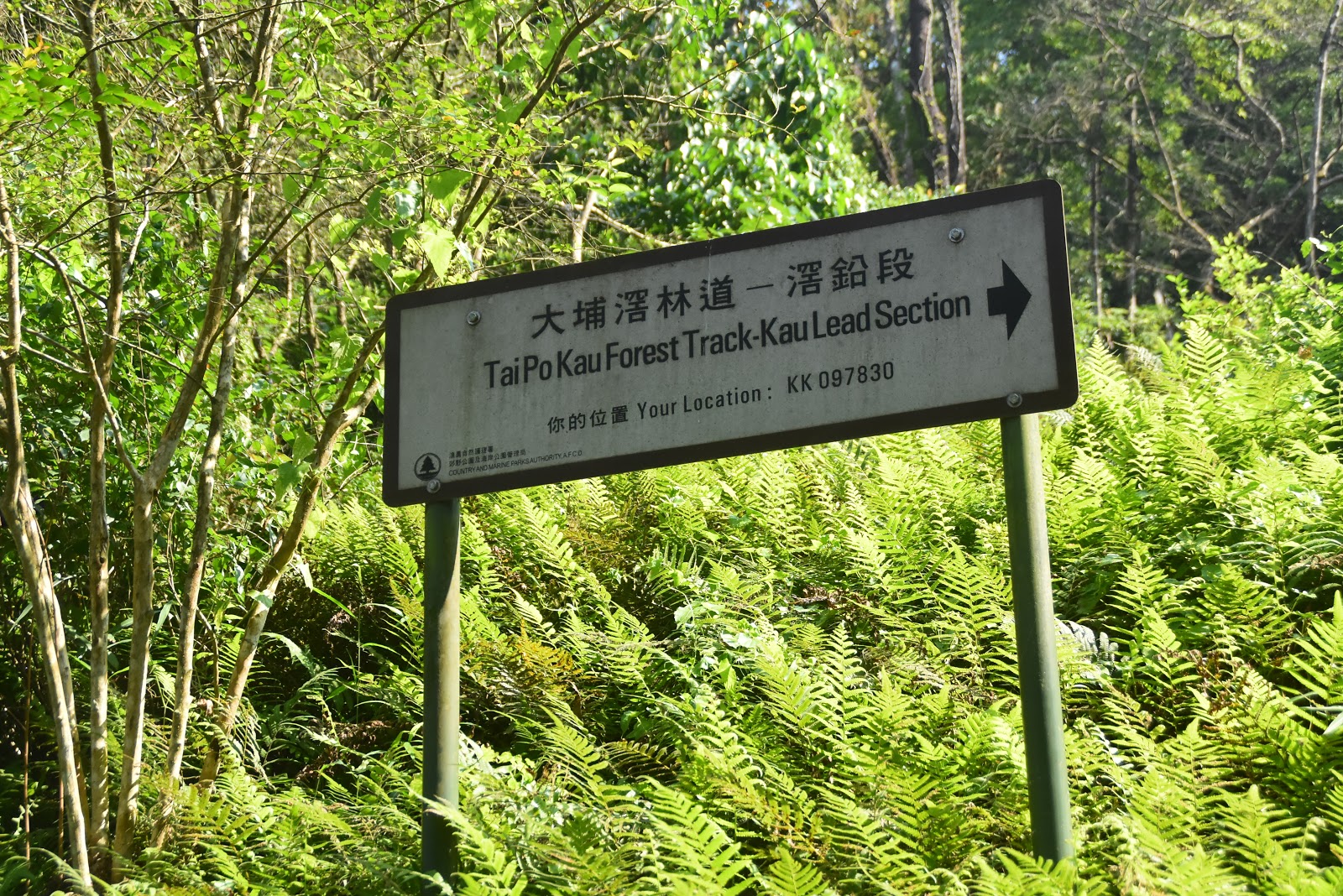 香港郊遊熱點推介:大埔滘自然教育徑(Tai Po Kau Forest Walk) - 拍攝技巧速成班