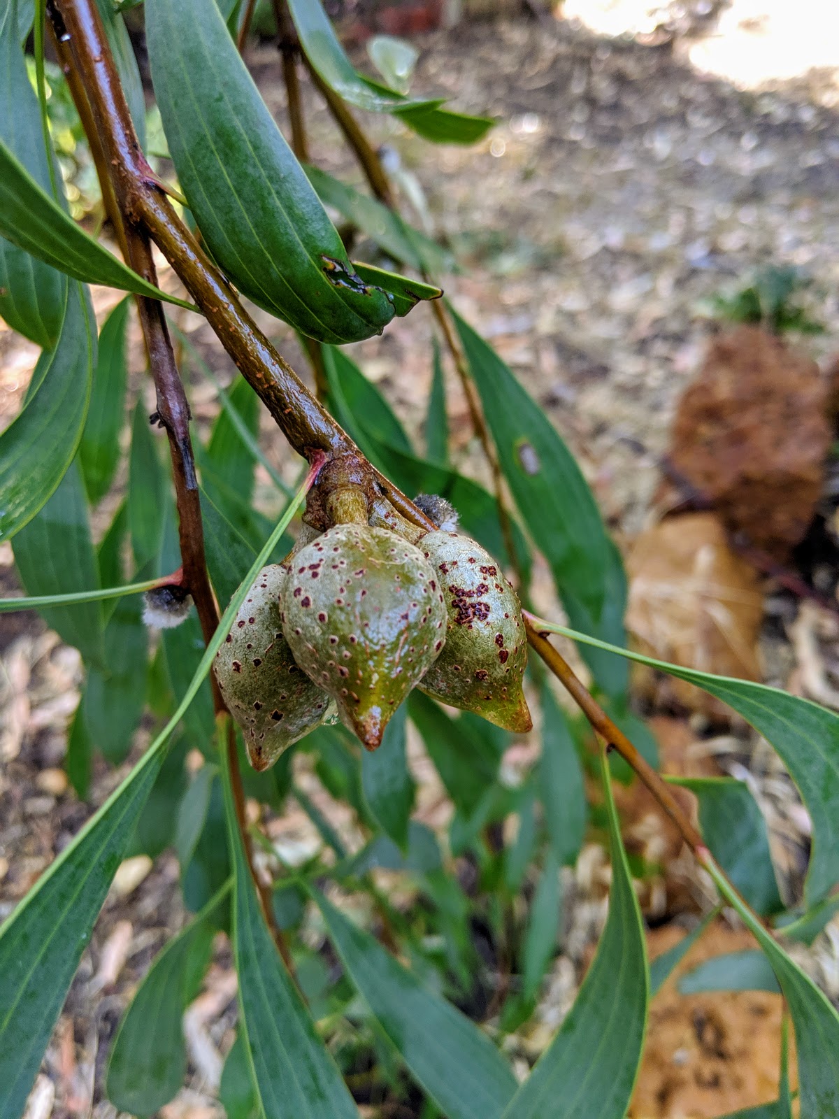 Being Gemel..........: The Seed Pods.....