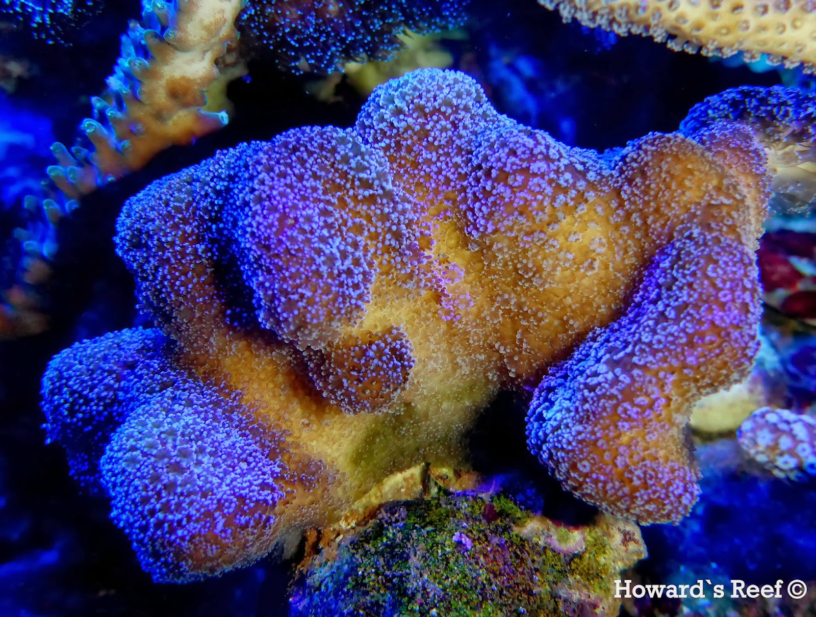Howard`s Reef: I really admire Stylophora Corals!