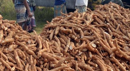 Homna - Comilla: Cassava Cultivation in Lalmai Cumilla