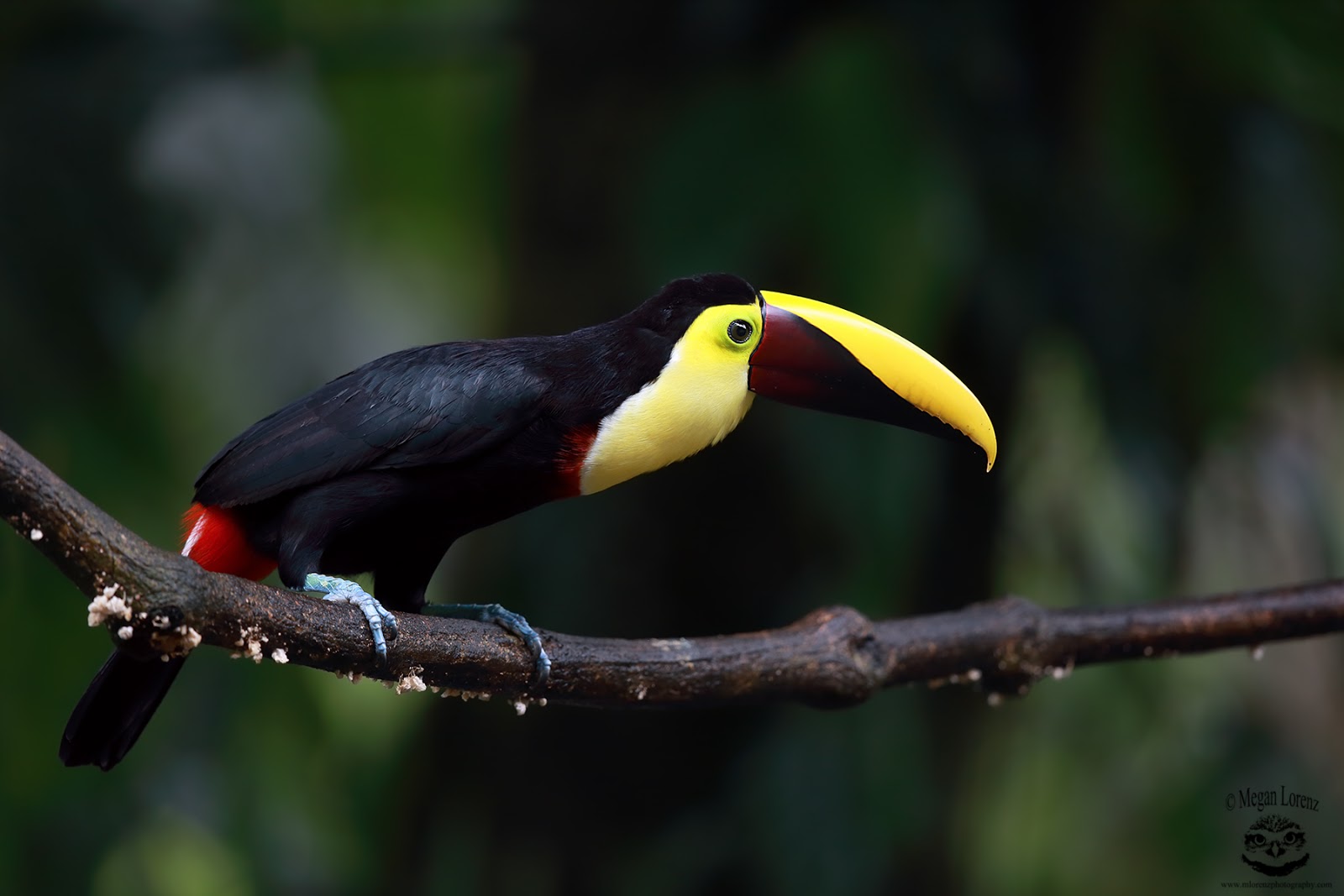 MLorenz Photography: Toucan