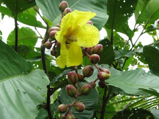 ALAM TUMBUHAN: ALAM TUMBUHAN [Plants kingdom]