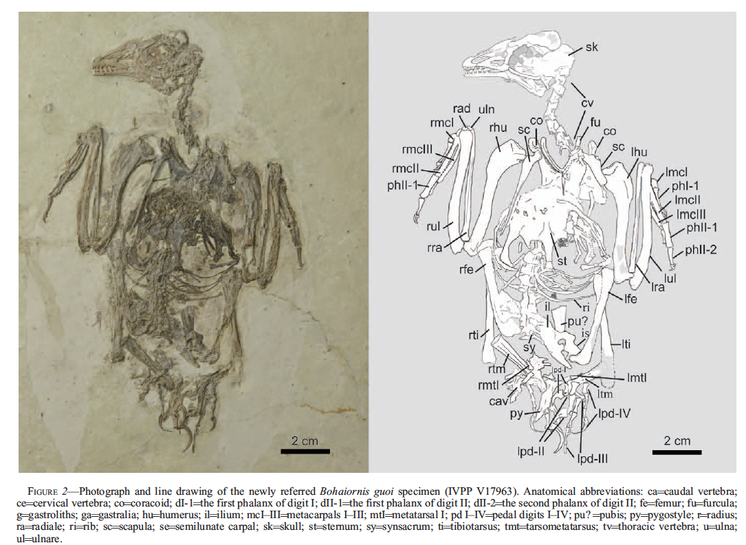 Bohaiornis - Alchetron, The Free Social Encyclopedia
