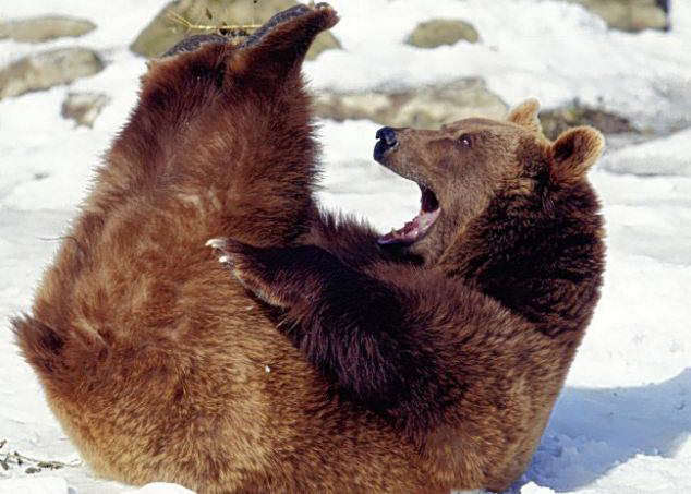funny animals: Funny Brown Bears New Photos/Pictures 2012