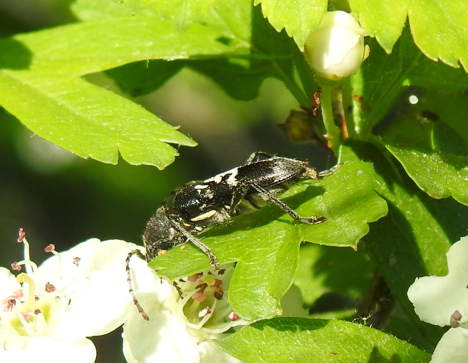 PASARI DIN ROMANIA: INSECTE (1 bis) - continuare