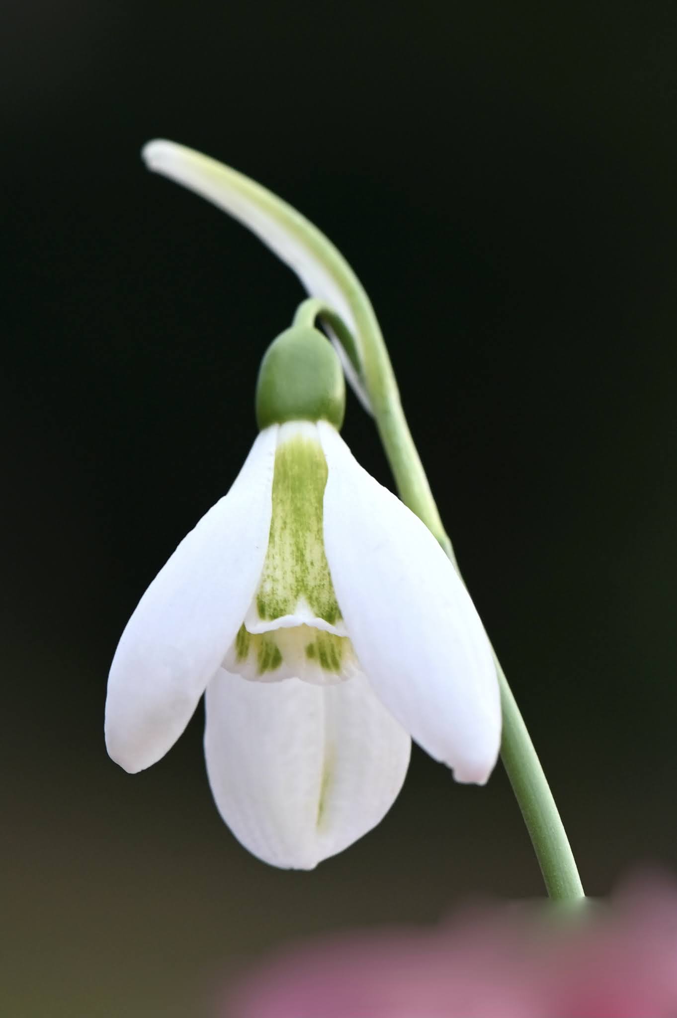 Urban Wildlife Guide: Snowdrops!