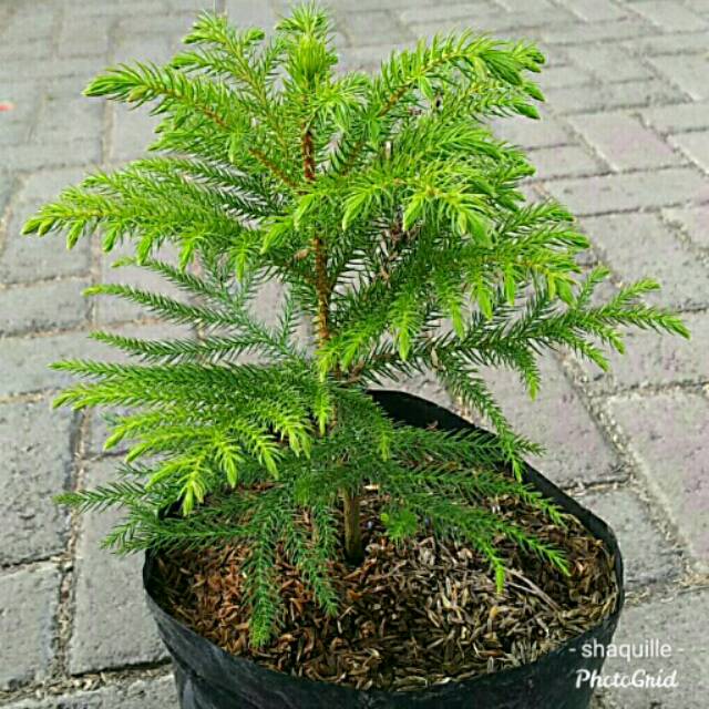 13 JENIS CEMARA YANG MUDAH DIRAWAT ~ SINOX NURSERY