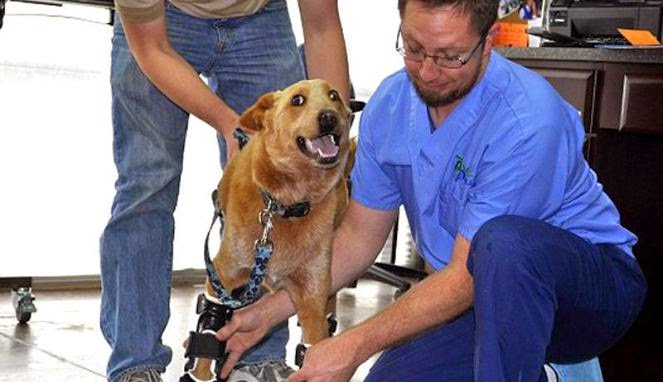 Dog Obedience Training: Bionic Legged Dog | Dog Training Pdf