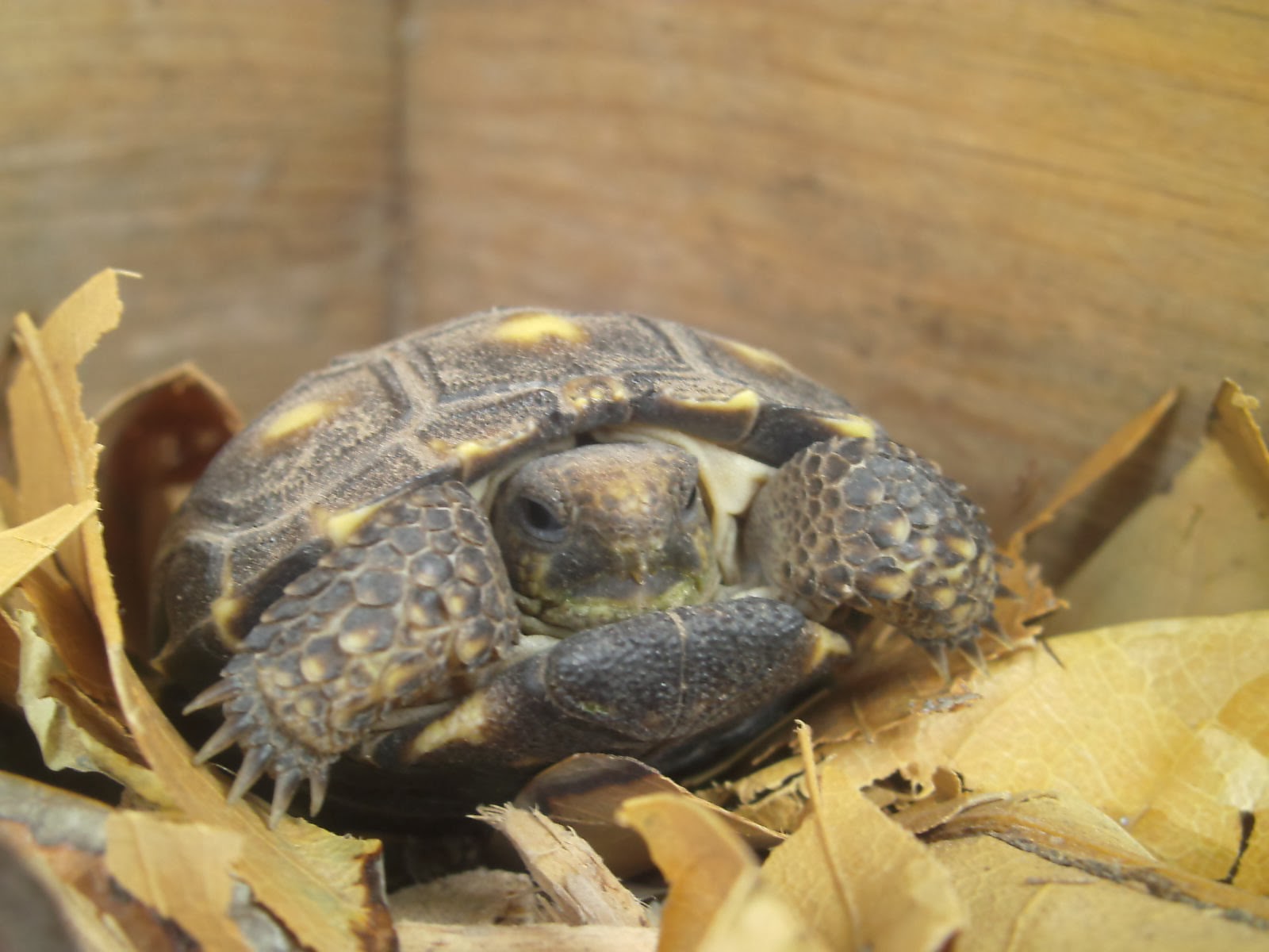 CRIADOR DE LA TORTUGA DE TIERRA,GOPEHRUS BERLANDIERI: VENTA DE TORTUGAS ...
