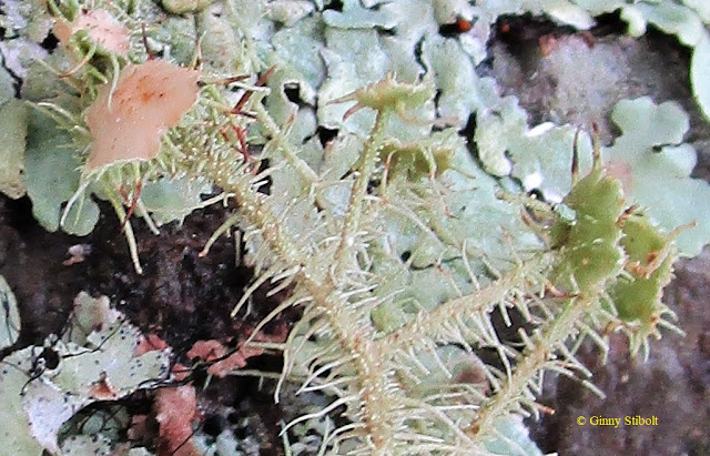 Green Gardening Matters: Lichen: a three-way symbiotic organism