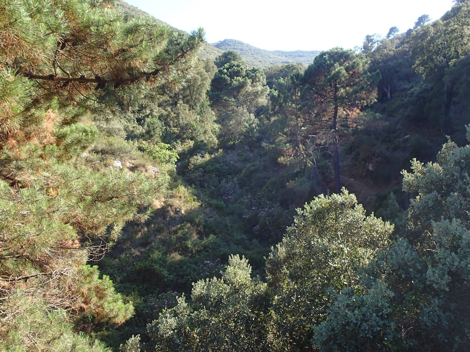 CA L'HERBOLARI ALZIRA: BARRANC DE MANESA