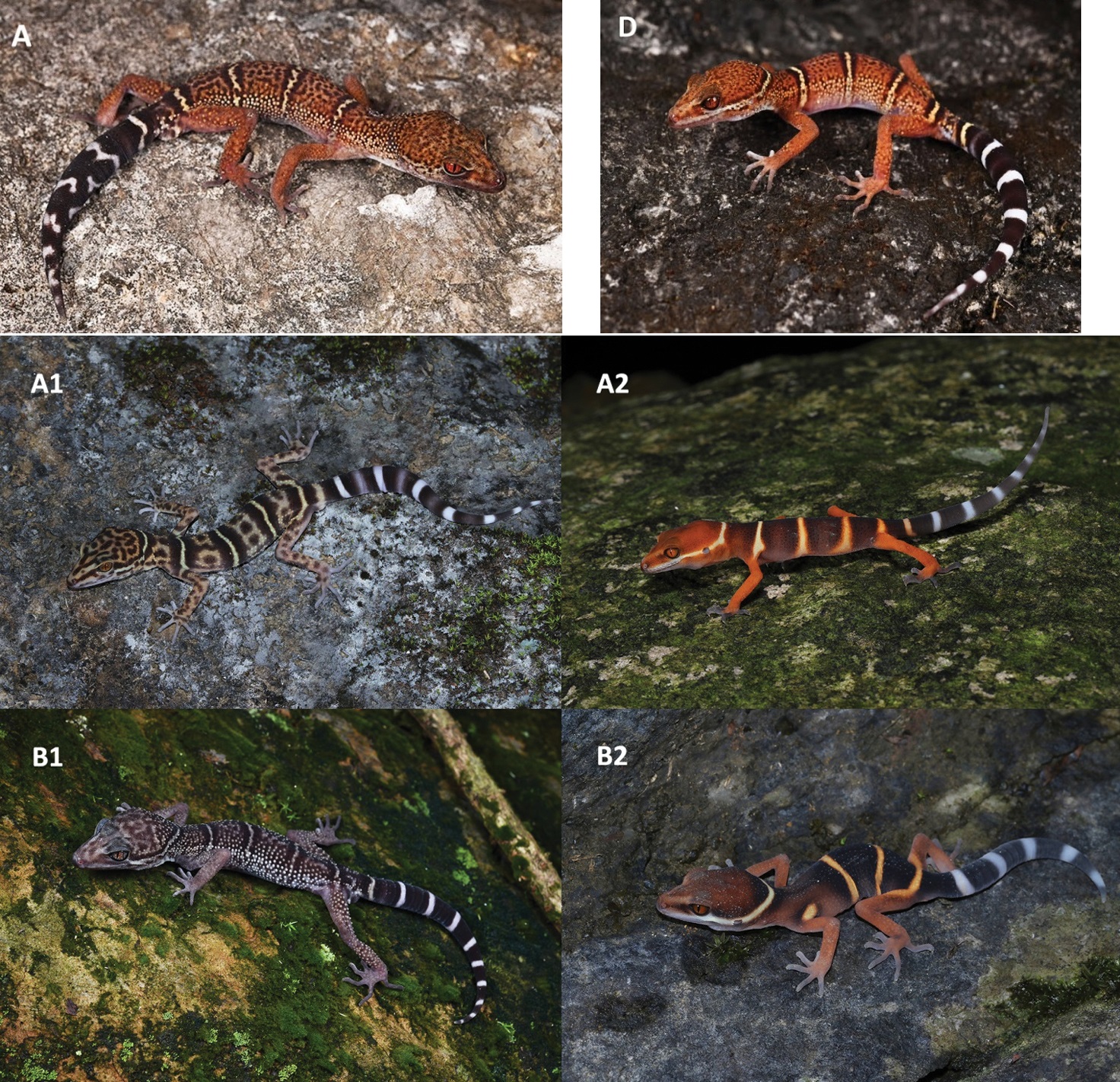 Species New to Science: [Herpetology • 2020] Goniurosaurus varius • A ...