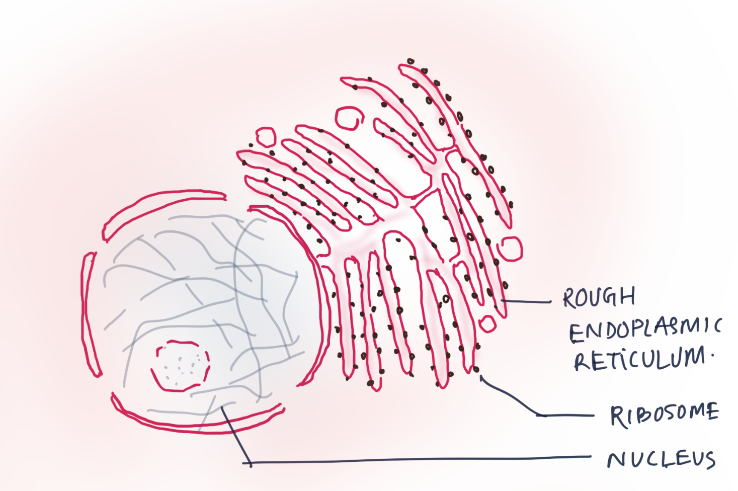 Cytoplasm-ER-Golgi-complex | Notes-by-UK-Sir | Cell-Bio-8 - Bio Course ...