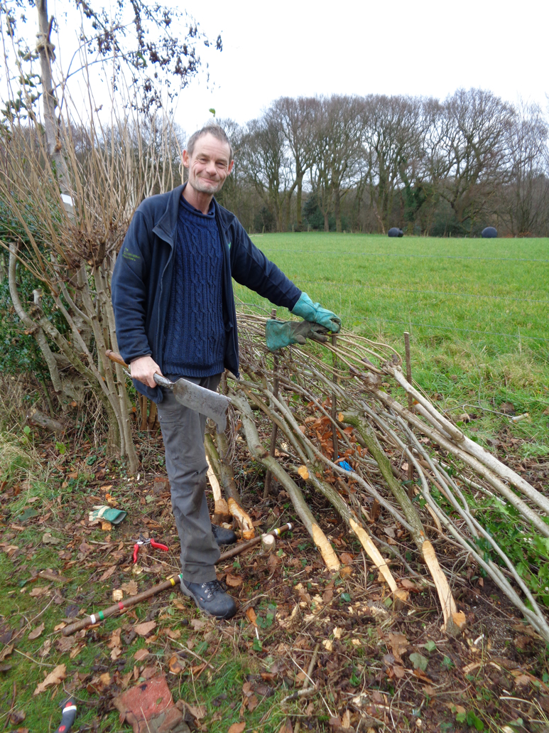 Wirral Wildlife Blog: Another Hedgelaying Success