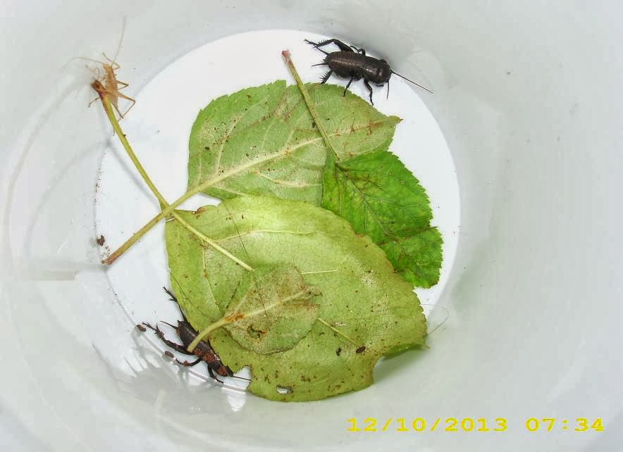 Din natură: Poveşti cu greieri