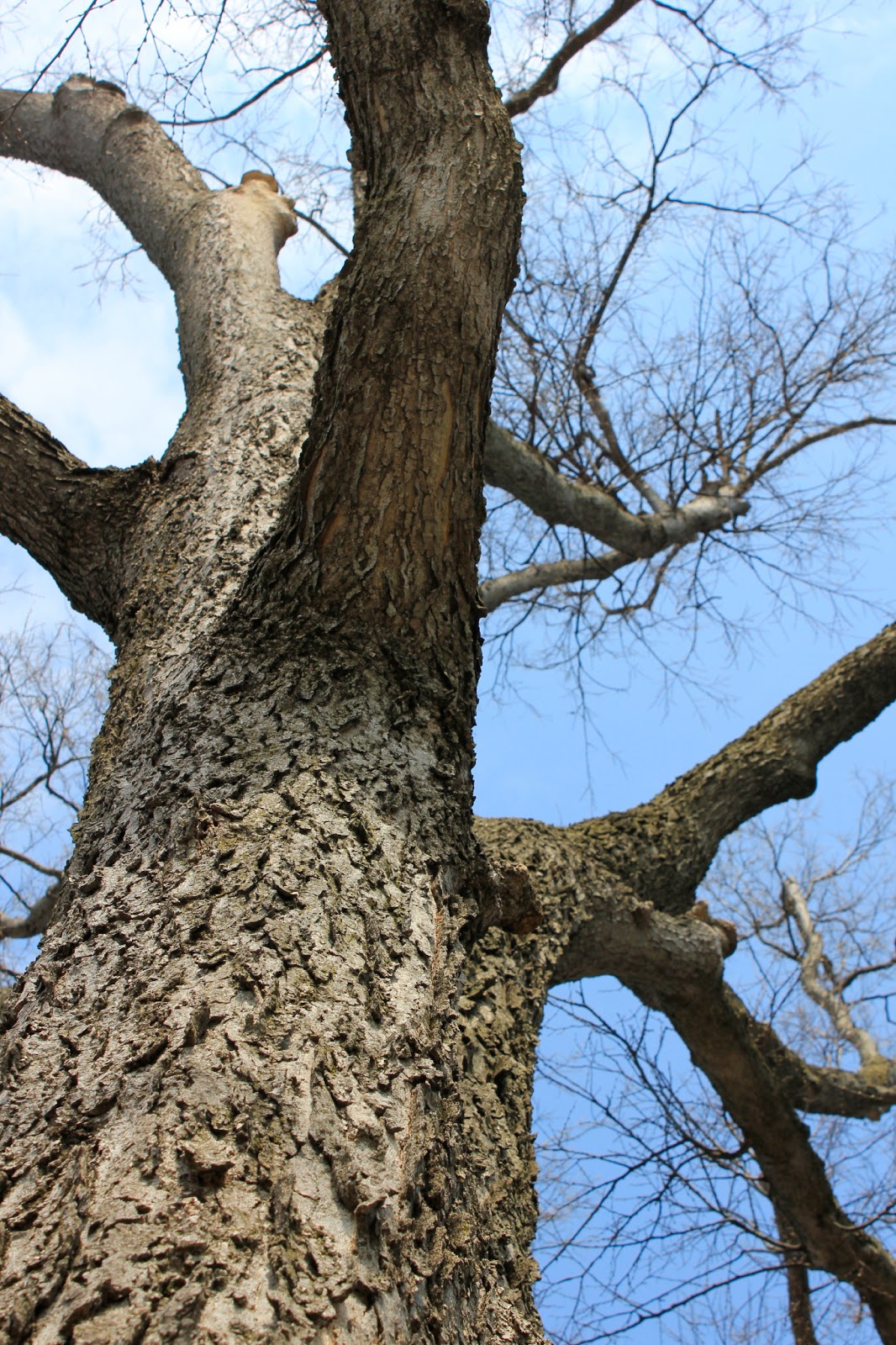 Biological Thinking: The Hackberry: A Lesson in Bark