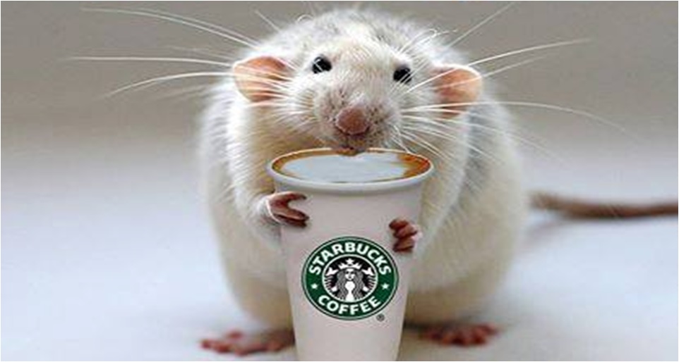 What People Say About That Darn Rat Found in a Starbucks Frappuccino ...