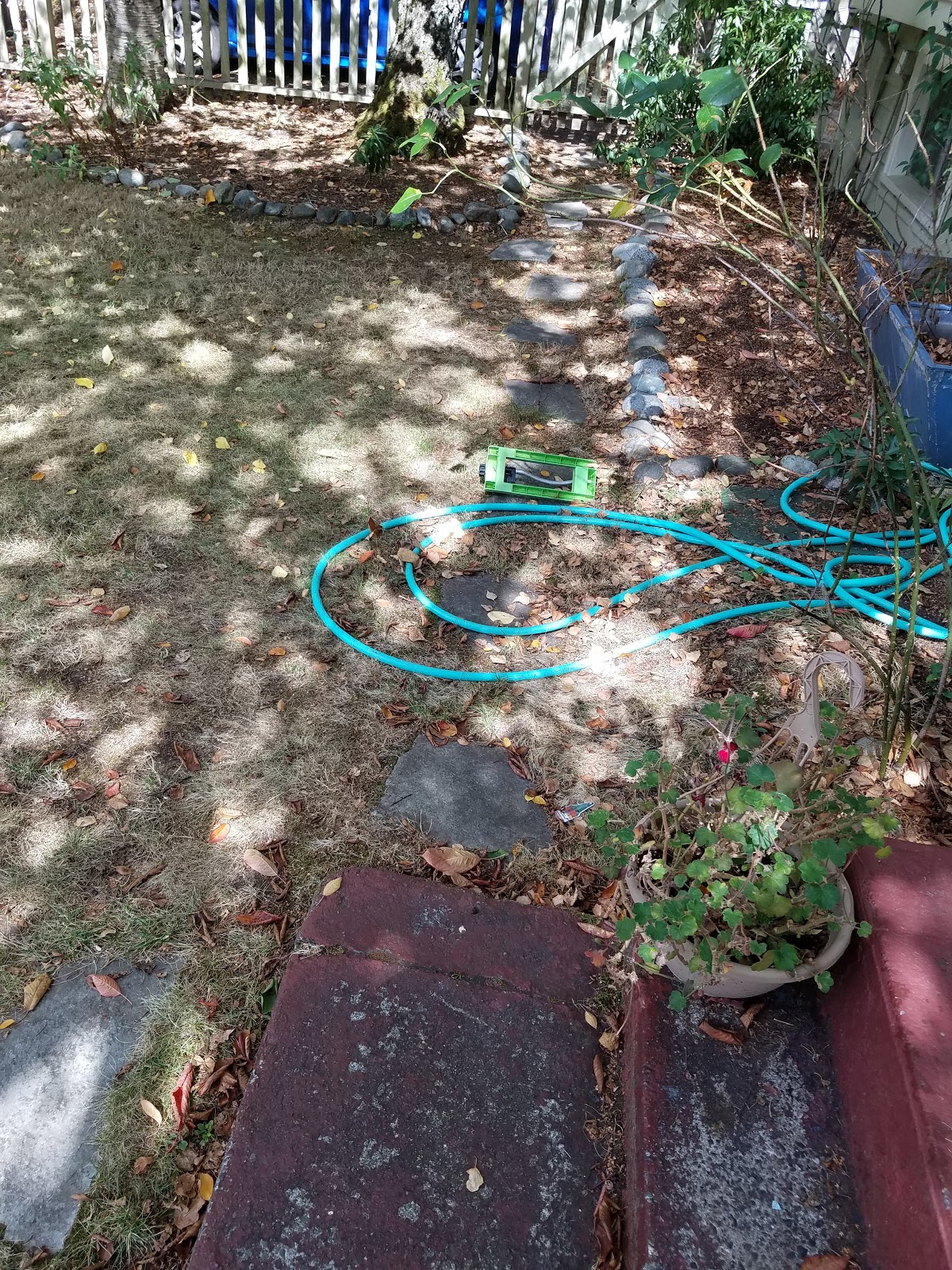 Ant control by little black sugar ants and big black carpenter ant ...